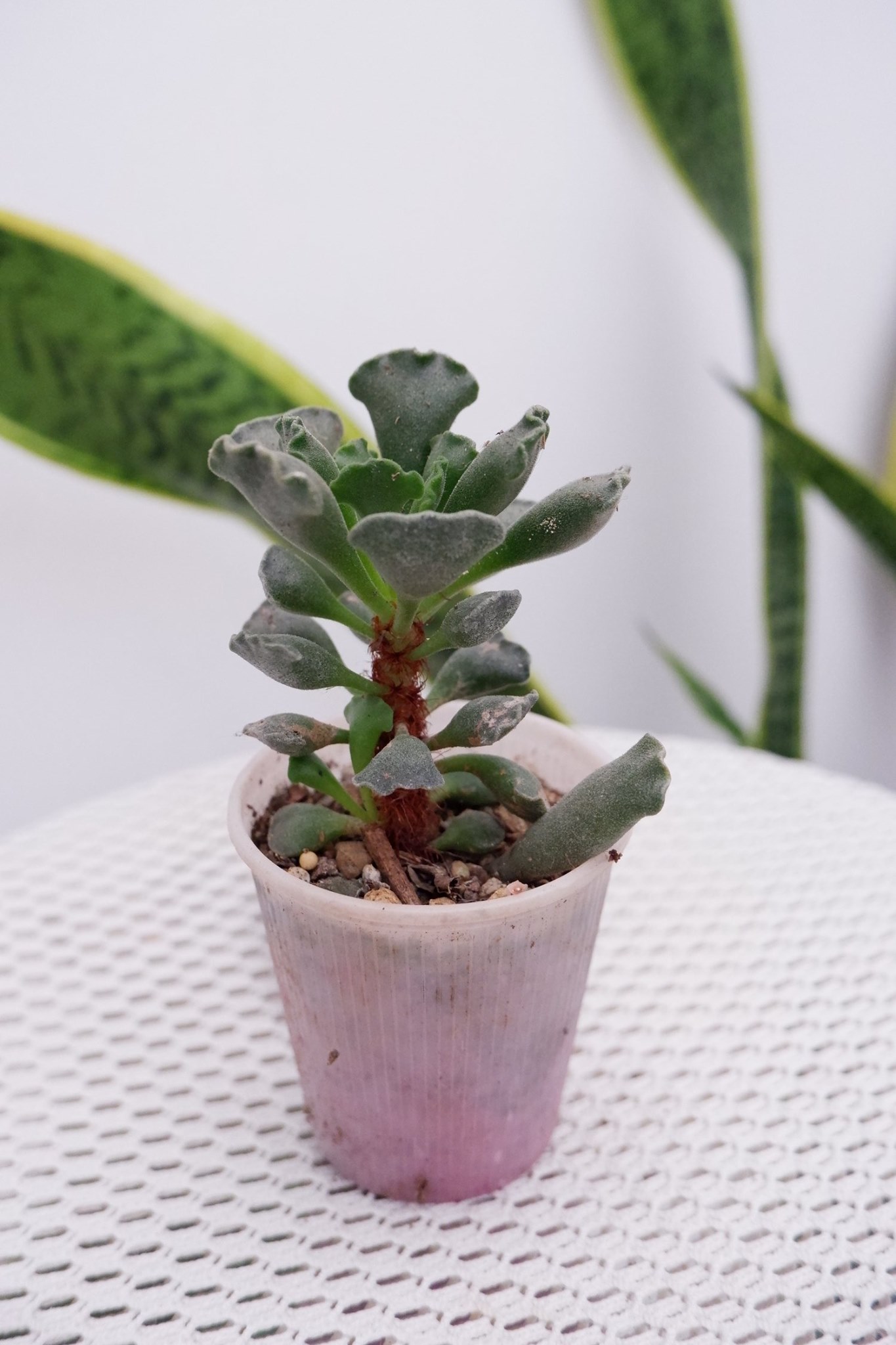 Lunti Cactus and Succulents